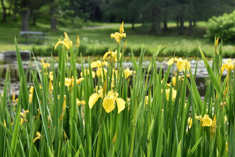 Iris Pseudacorus Water Iris by a Pond Stock Image - Image of botanic ...