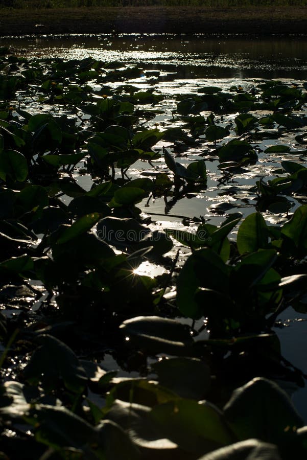 Yellow Water Lilies Growing in the Lake at Sunset Stock Photo - Image ...