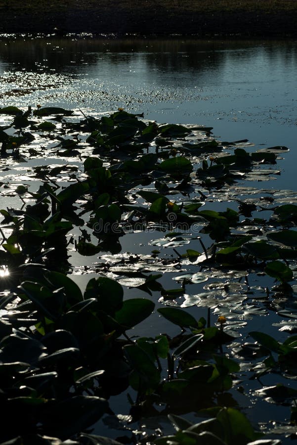 Yellow Water Lilies Growing in the Lake at Sunset Stock Photo - Image ...