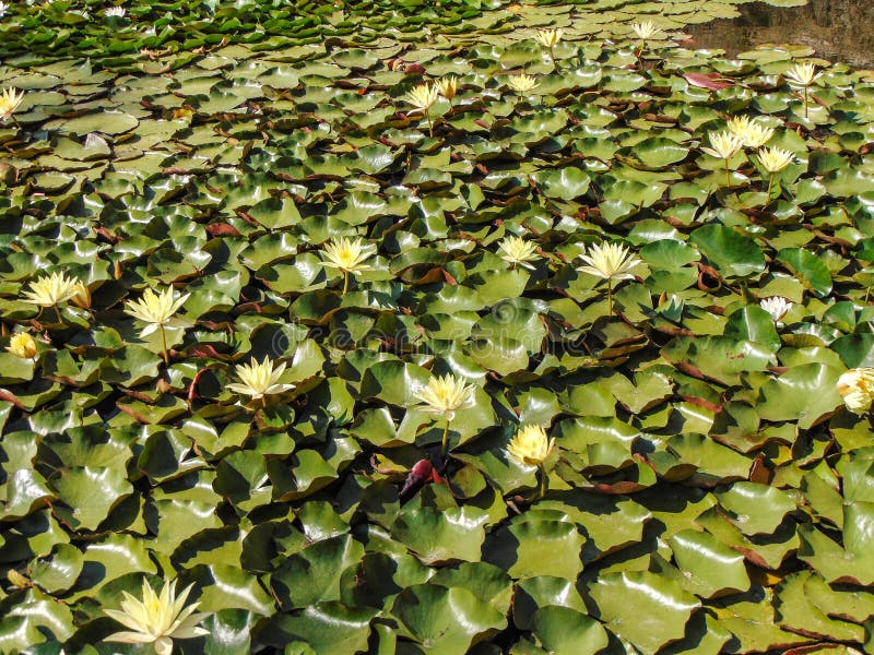 Yellow Water Lilies on a Lake Stock Image - Image of water, yellow ...