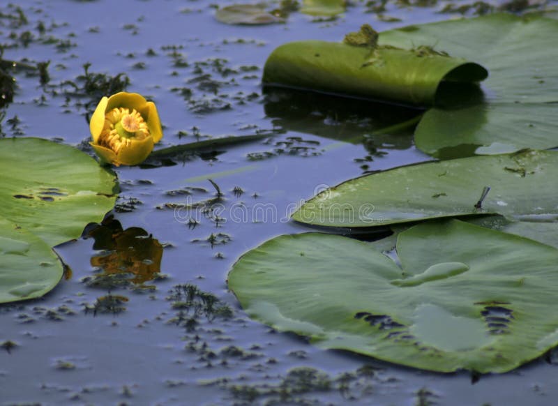 Yellow water lily stock image. Image of yellow, flower - 1084495