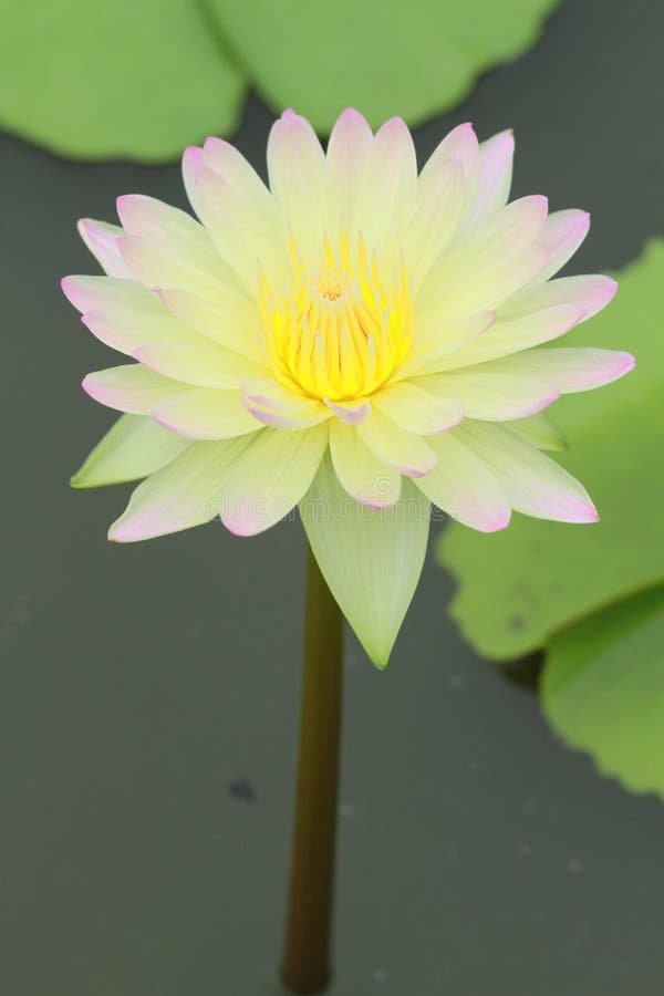 Yellow water lily stock image. Image of floral, beautiful - 21418383