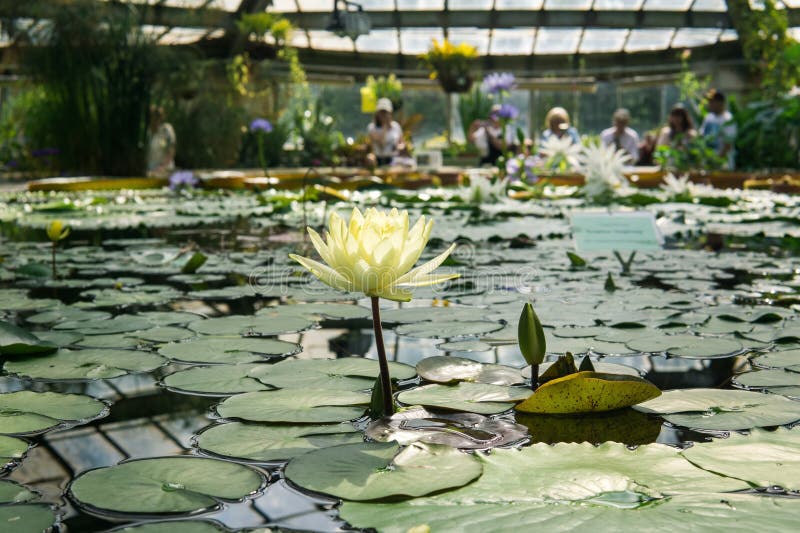 Yellow Water Lily Blooming Under the Dome of the Greenhouse Stock Image ...