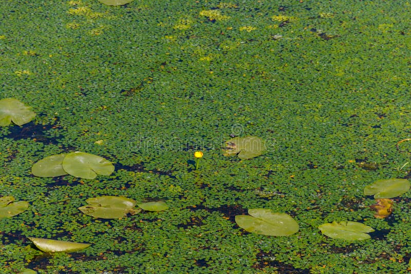 Yellow Water Lily and Duckweed in Lake Stock Photo - Image of marsh ...