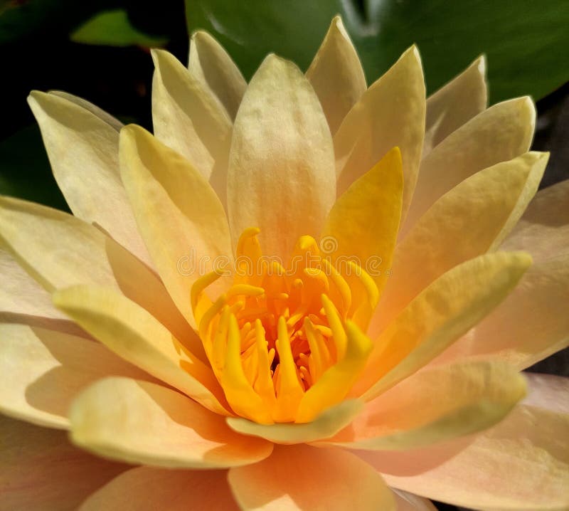 Yellow Water Lily, Nymphaea Tetragona Stock Photo - Image of leaf, rose ...