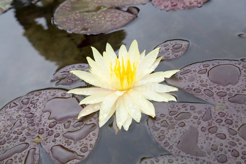 Pund Symbol Stock Photos - Free & Royalty-Free Stock Photos from Dreamstime