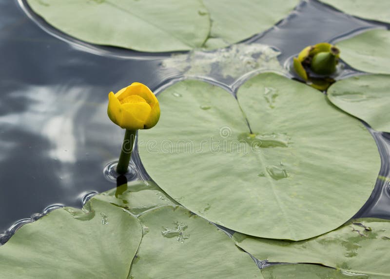 Yellow water lily stock photo. Image of lily, green, flower - 53544622
