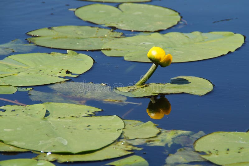 Yellow Water Lily Reflected in the Lake Water Stock Image - Image of ...