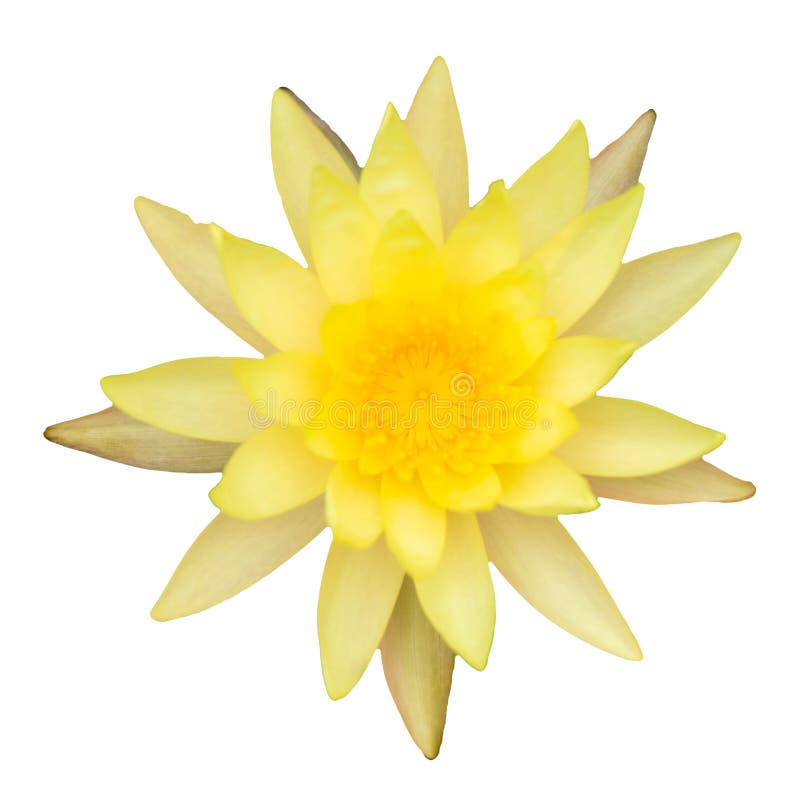 3,485 Water Lily Top View Stock Photos - Free & Royalty-Free Stock ...
