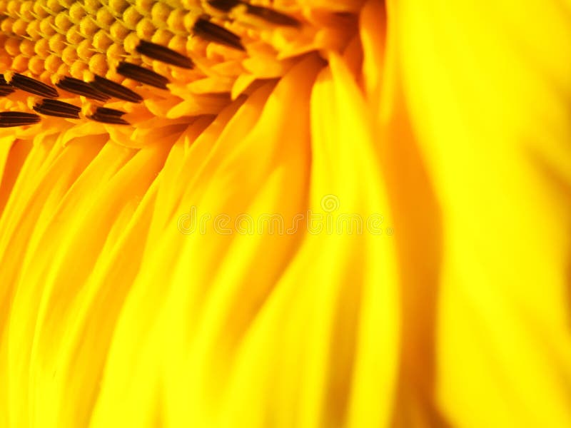 Yellow waterfall stock image. Image of cascade, yellow - 11369877