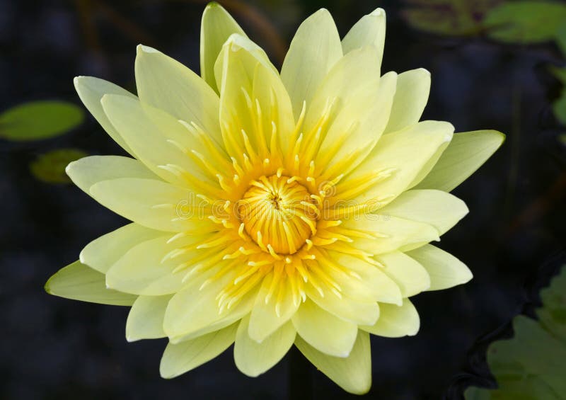 Yellow waterlily stock image. Image of garden, macro - 20556613