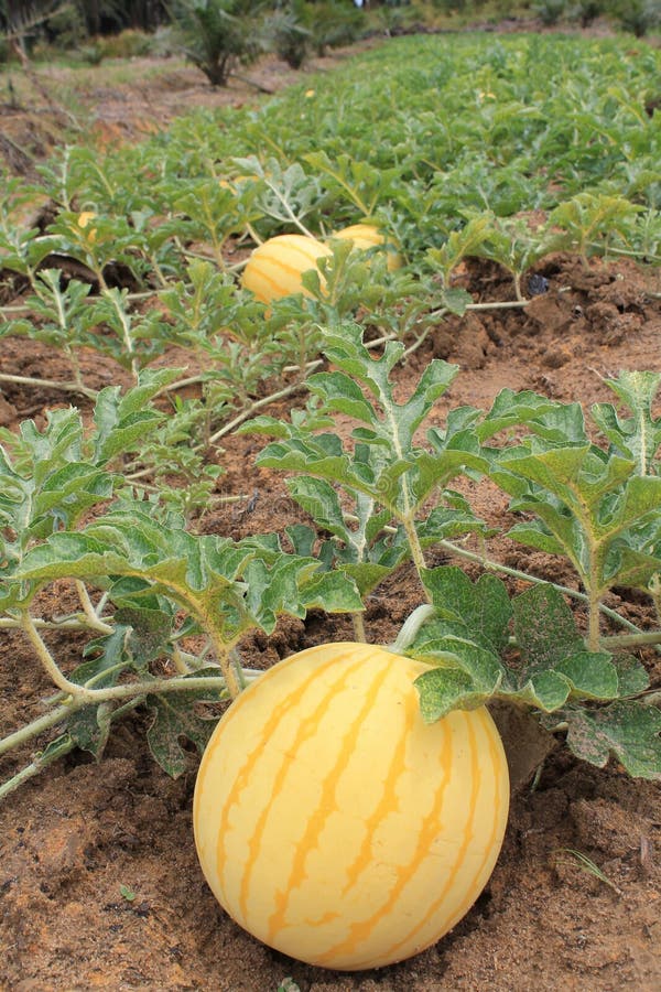Yellow Watermelons Growing in the Field Stock Photo - Image of farming ...