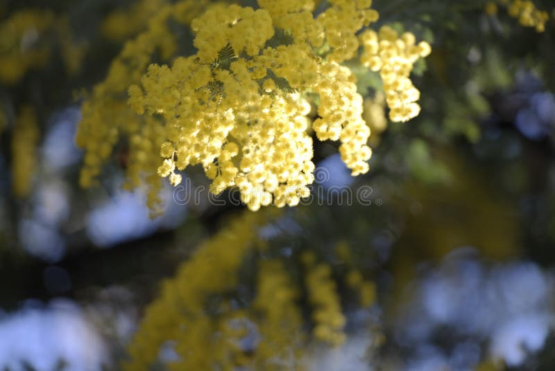 Yellow-wattle-03 foto de archivo. Imagen de flores, zarzo - 123889408