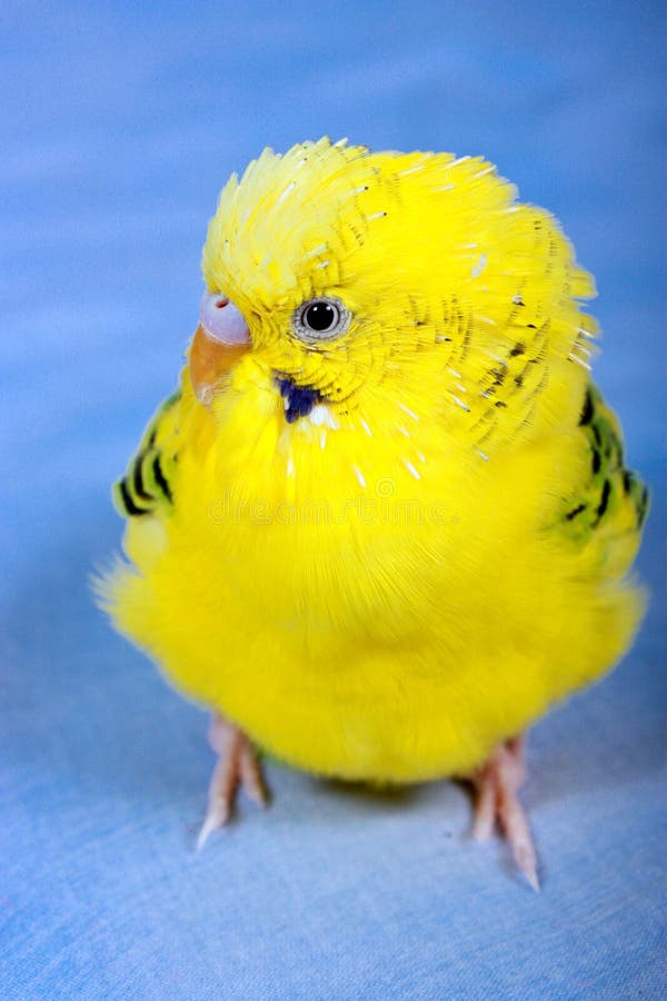 Yellow, wavy parrot. stock photo. Image of budgerigar - 12262682