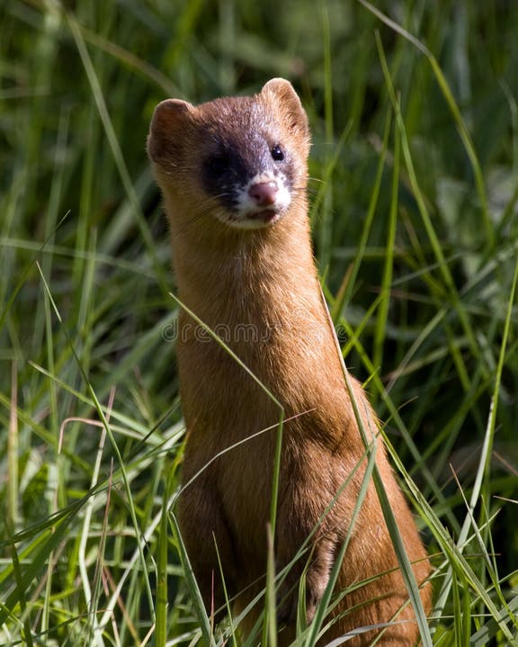 Yellow weasel stock image. Image of foot, long, mammal - 8650551