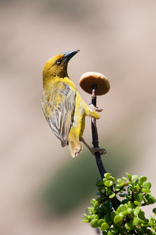 Yellow weaver stock photo. Image of bird, weaver, perch - 29129996