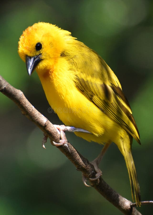 Yellow Weaver Bird stock photo. Image of tropical, weave - 246054348