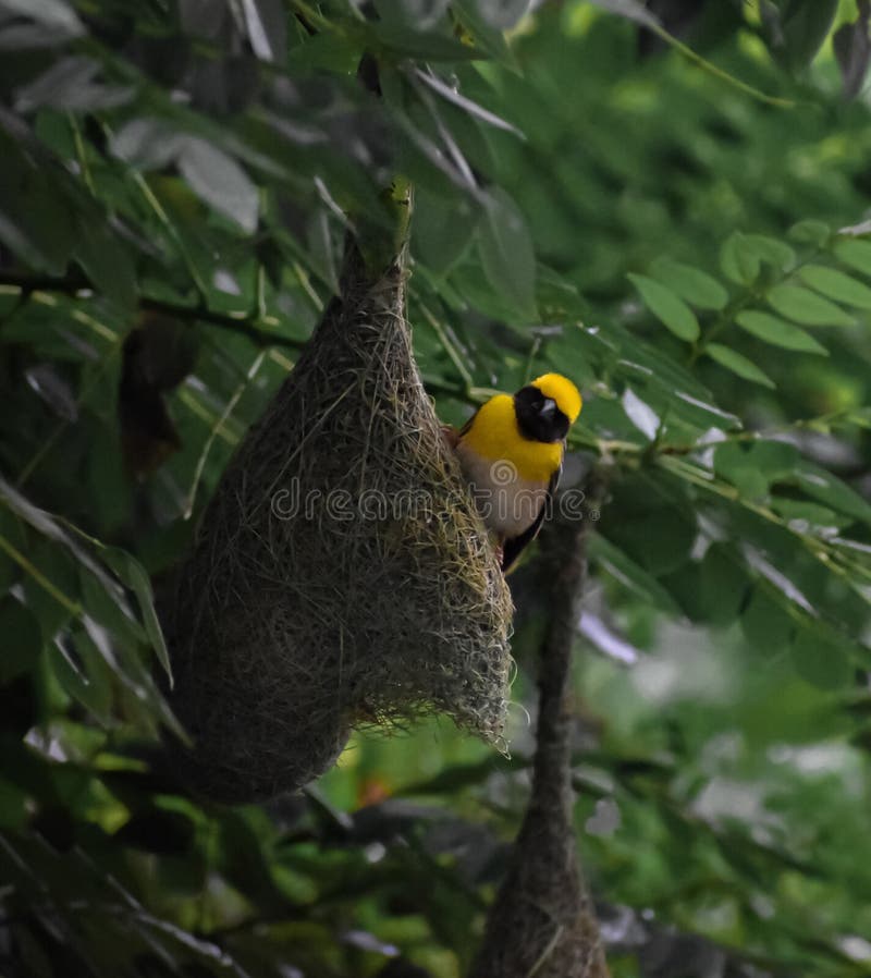 Yellow Weaver Bird Sitting on Its Nest Under the Tree Branch. Stock ...