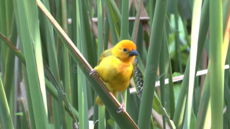 Weaver Bird Nest on a Tree in the African Savanna Stock Footage - Video ...