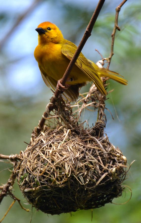 Yellow Weaver Bird Or Finch Stock Image - Image of bird, weaver: 5363093
