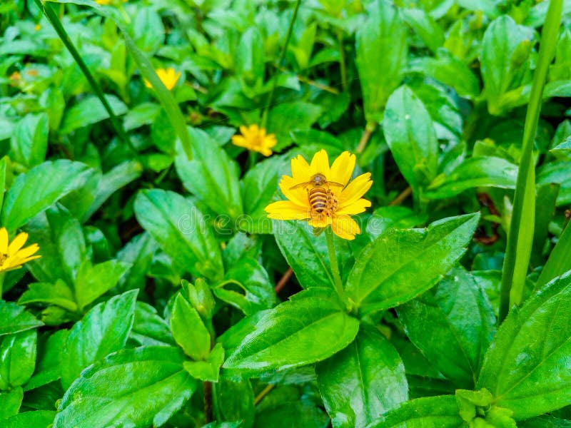 The Yellow Wedelia Flower Blooms Which is Infested by Honey Bees ...