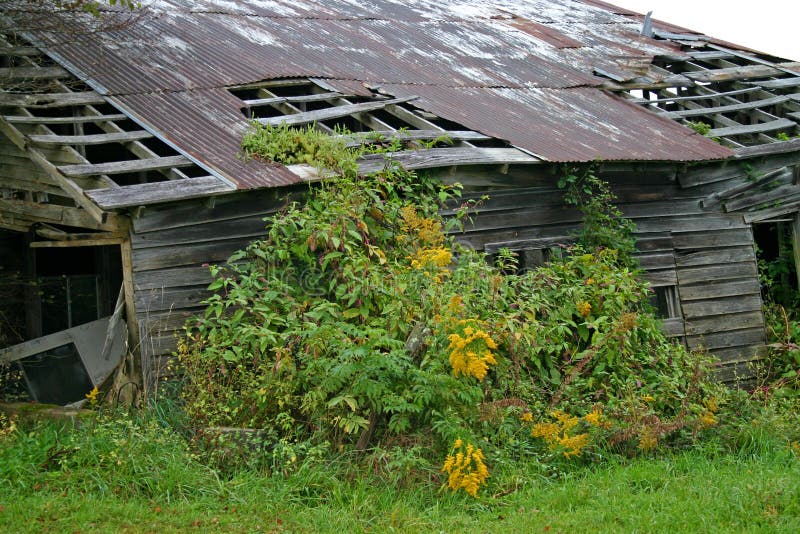 Rusty Barn, Yellow Weeds stock image. Image of woods - 101813497