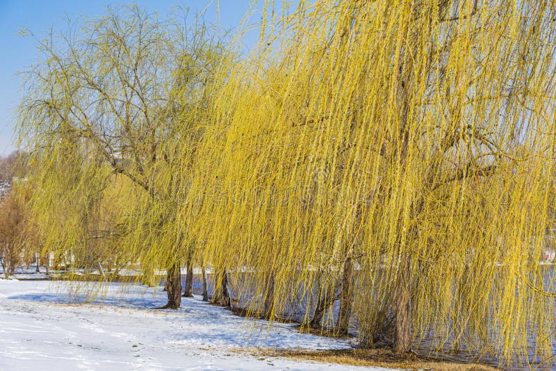 Yellow Weeping Willow at the Edge of a Lake Stock Image - Image of ...