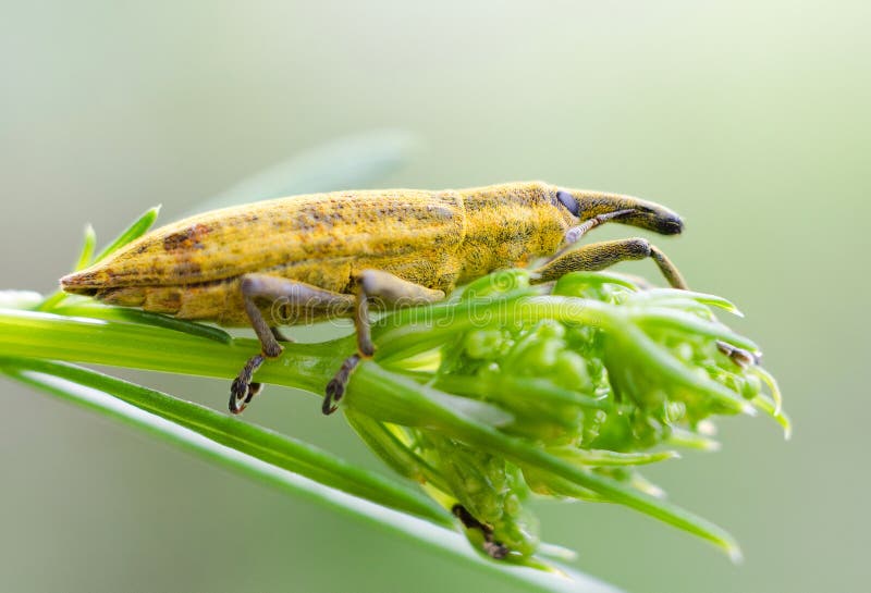 Yellow Weevil Beetle (Curculionidae) Stock Photo - Image of insect ...