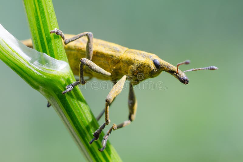 Yellow Weevil Beetle (Curculionidae) Stock Image - Image of wild, fauna ...