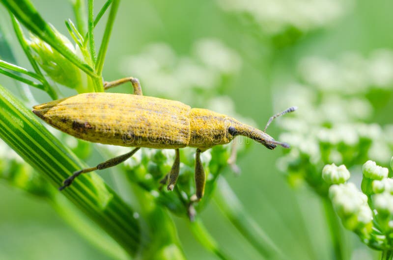 Yellow Weevil Beetle (Curculionidae) Stock Photo - Image of closeup ...