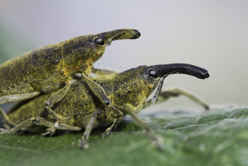 Yellow Weevil Beetles Mating Stock Photo - Image of insect, weevils ...