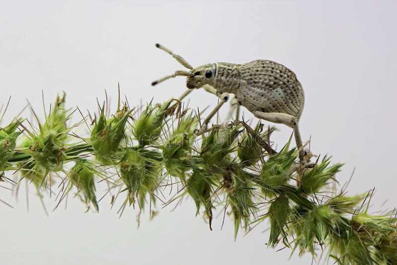 Ground Weevil stock image. Image of entomology, forest - 26568077