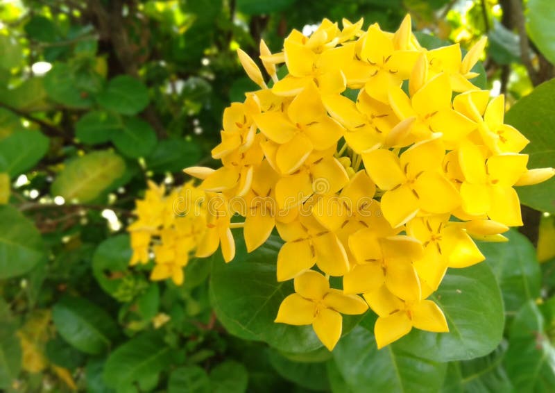 Yellow West Indian Jasmine Blooming in the Garden Stock Image - Image ...