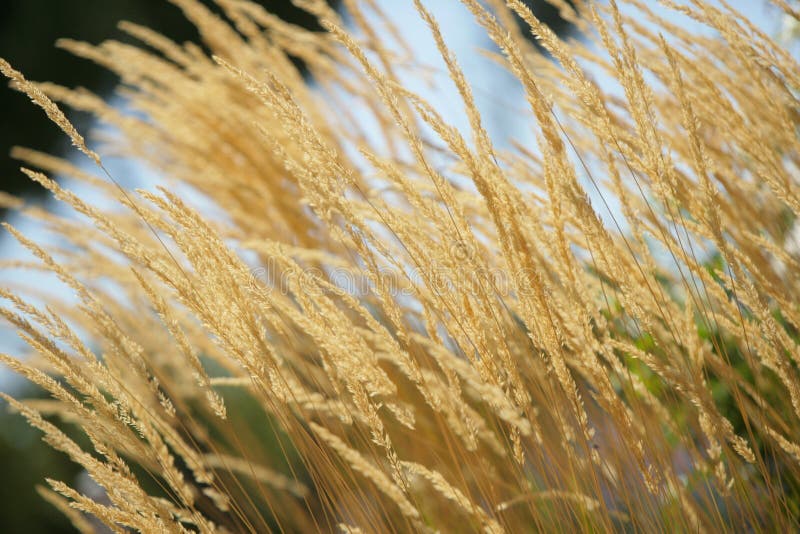 Yellow wheat stock photo. Image of farmland, golden, growth - 11126442