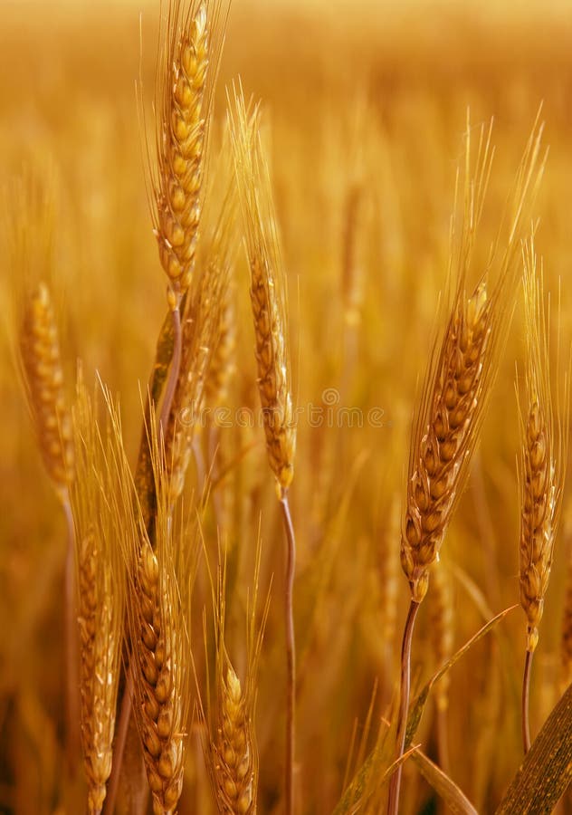 Yellow Wheat Field Against the Blue Sky. Stock Photo - Image of nature ...