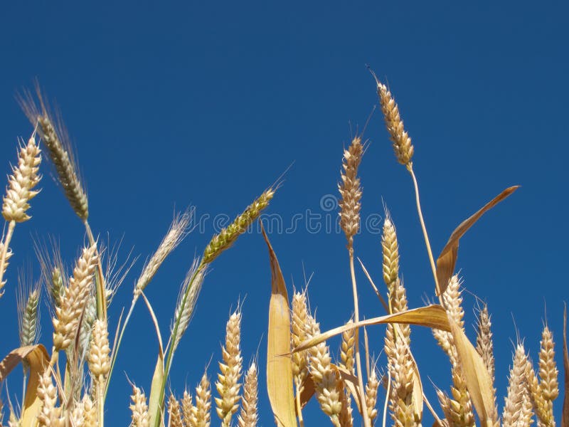 Yellow wheat. stock photo. Image of close, growth, space - 9903478