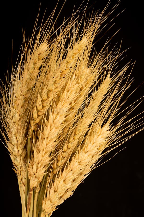 Yellow Wheat Bundle on Black Background Stock Image - Image of black ...