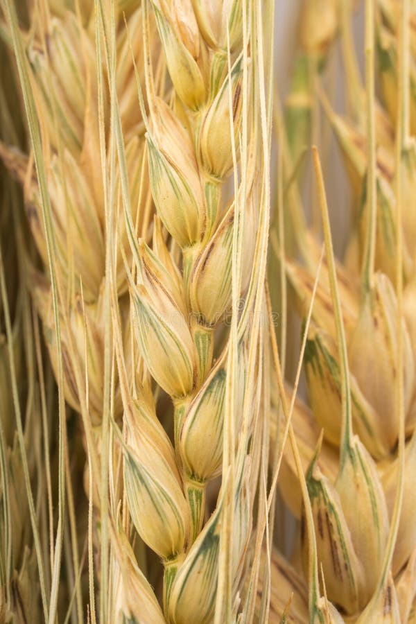 Yellow Wheat Bundle on Old Background Stock Photo - Image of autumn ...