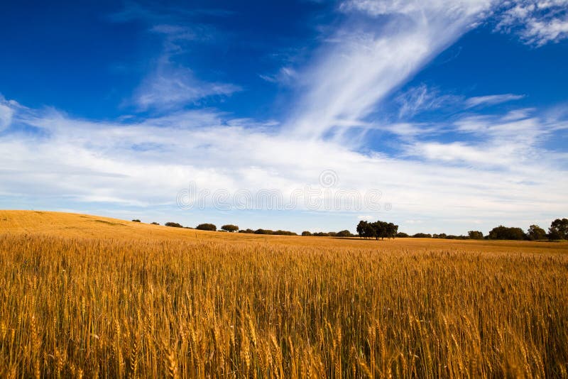Yellow wheat field stock image. Image of outside, scene - 16530559