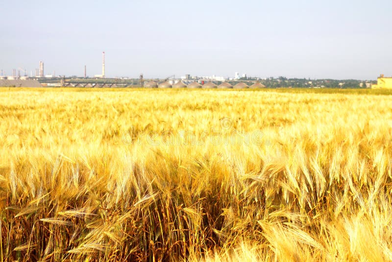 Yellow wheat field stock photo. Image of crops, grass - 19865718