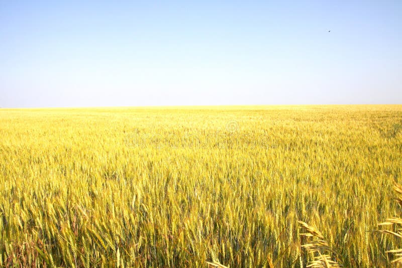 Yellow wheat field stock photo. Image of grass, gold - 19865836