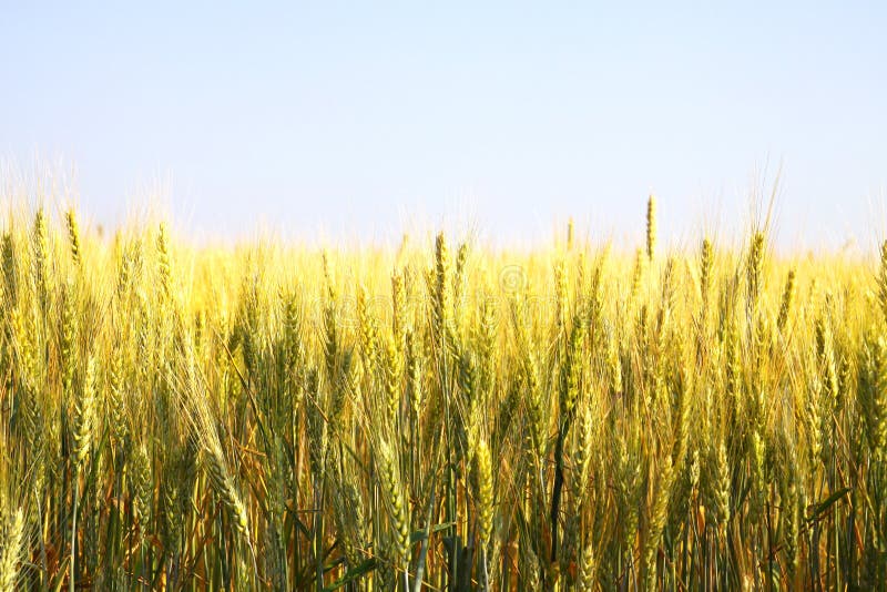 Yellow wheat field stock image. Image of barley, season - 19865951