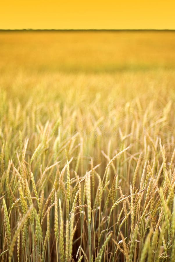 Yellow wheat field stock photo. Image of field, agriculture - 5623822