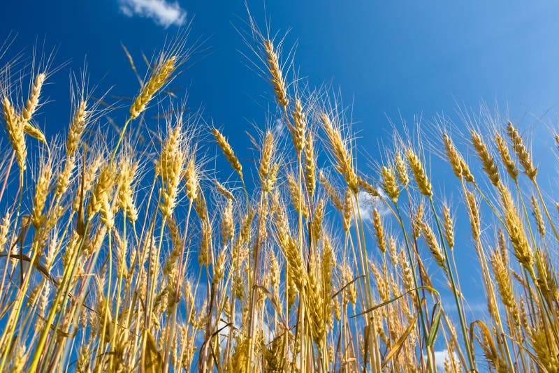 Yellow Wheat Field Against the Blue Sky. Stock Photo - Image of nature ...