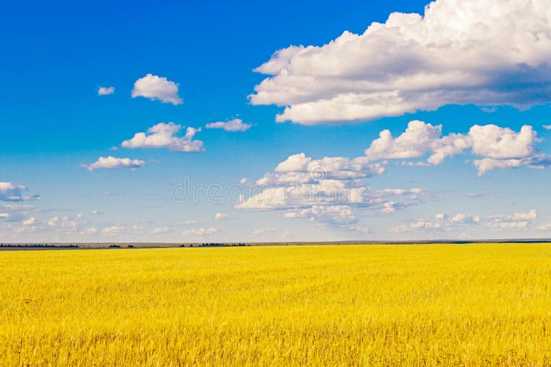 Yellow wheat field stock photo. Image of farm, idyllic - 76786038
