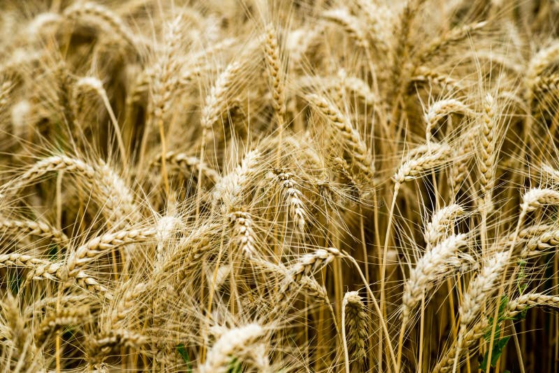 Yellow Wheat Field Close Up Macro Photograph Stock Image - Image of ...