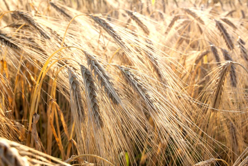 Yellow Wheat Field Closeup Vintage Effect Stock Image - Image of ...