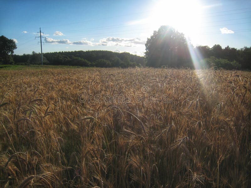 Yellow wheat field stock image. Image of agriculture - 107308977