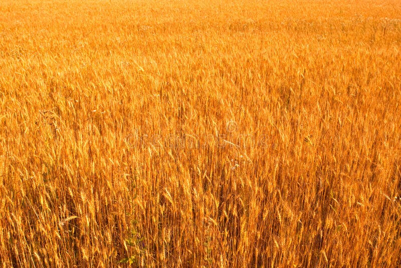 Yellow Wheat Field Against the Blue Sky. Stock Photo - Image of nature ...