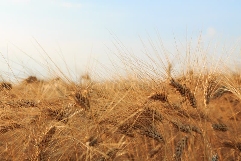 Yellow wheat field stock photo. Image of meadow, harvest - 60447552